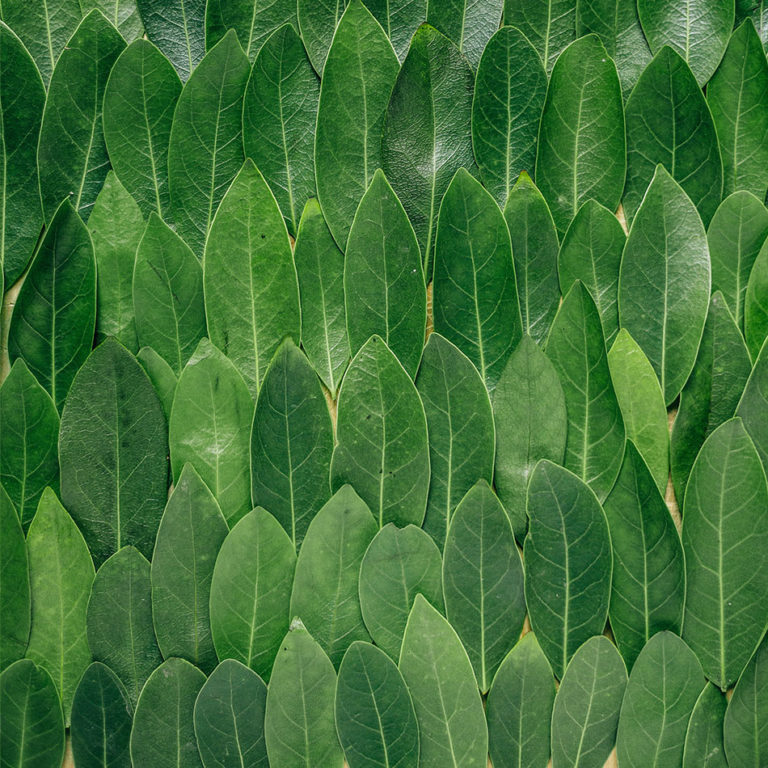 Polyphenole: Die Power-Antioxidantien | Frollein Herr